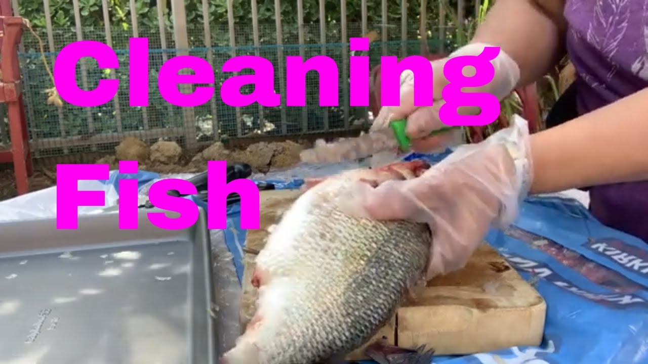 Cleaning Fish Before Freezer Storage - Freezing Fish - YouTube