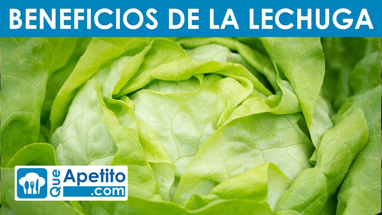 8 Propiedades y Beneficios de la Lechuga | QueApetito - YouTube