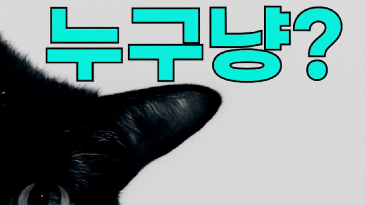 반려플리 Relaxing Music for Cats & Humans | Soothing Cat Heartbeat Playlist ...