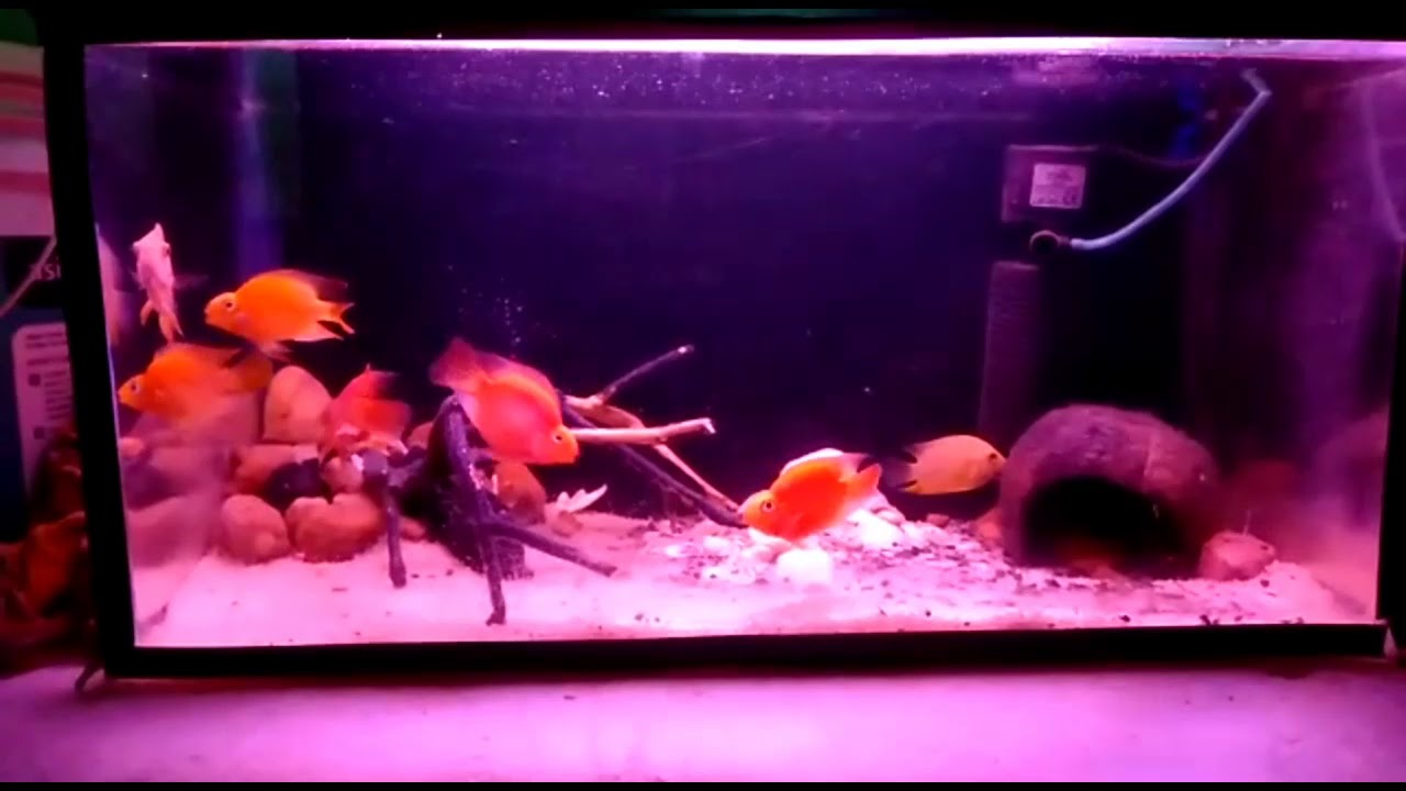 My red and yellow parrot fish - YouTube