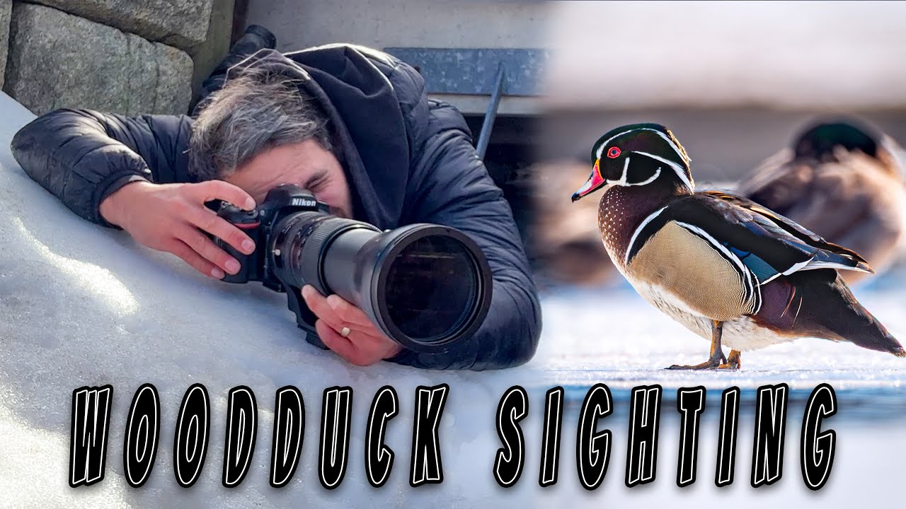 Chasing a Wood Duck Sighting: An Impromptu Wildlife Photography ...