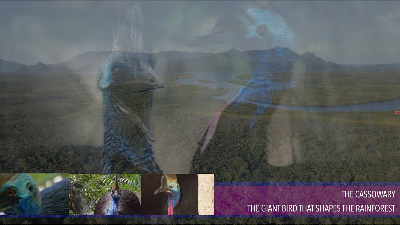 The Cassowary: The Giant Bird that Shapes the Rainforest - YouTube