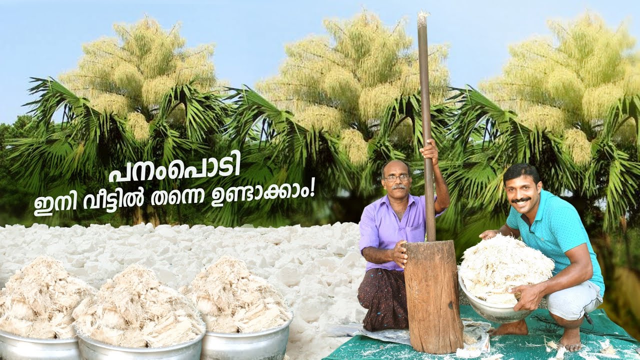 Traditional Making of Palm Powder at Home | How to prepare Talipot palm ...