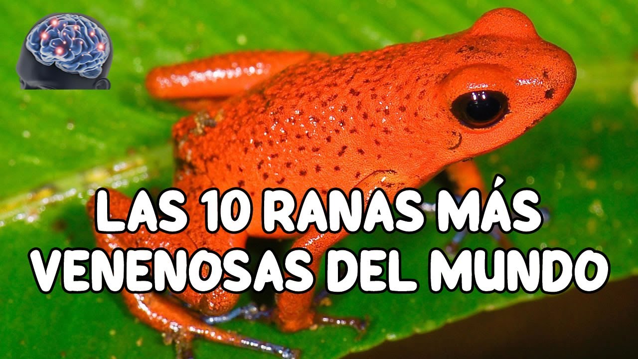 LAS 10 RANAS MÁS VENENOSAS DEL MUNDO - YouTube