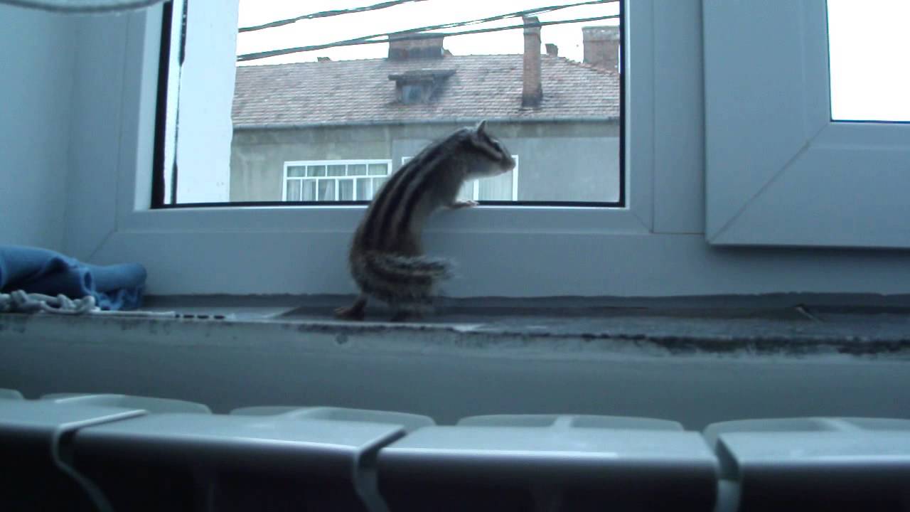 My squirrel looking out the window - YouTube