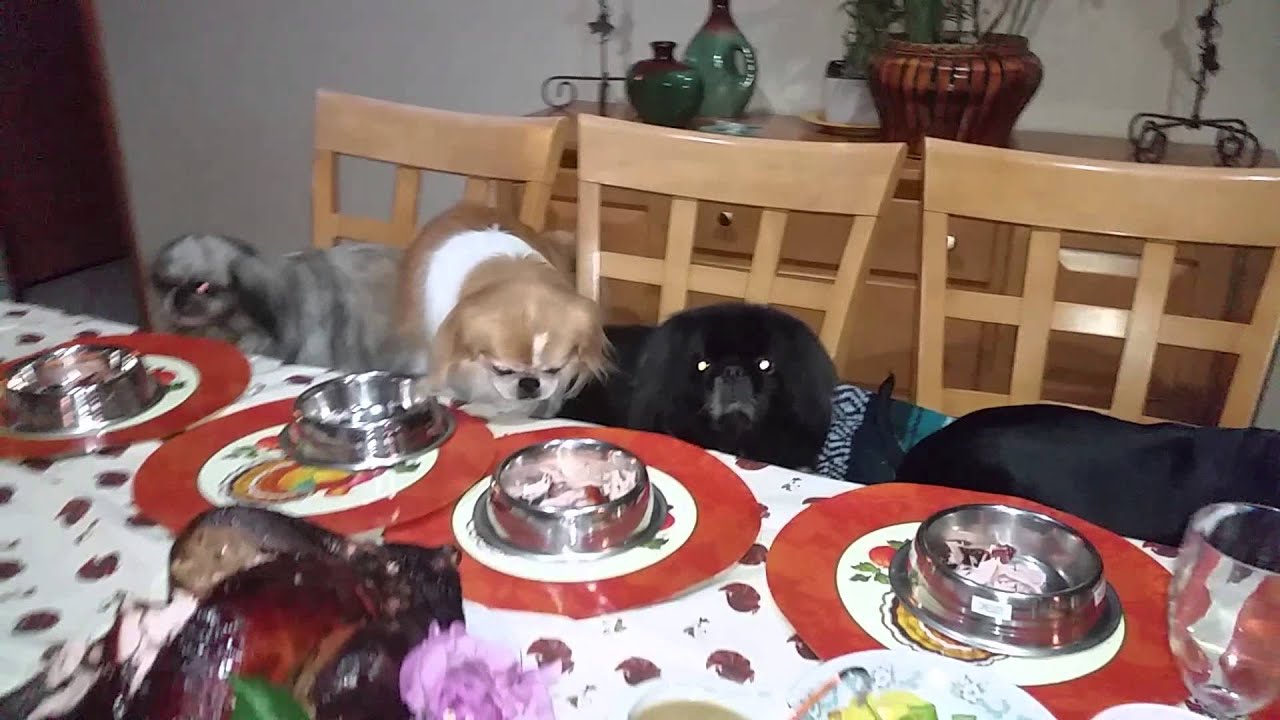 Our dogs at Thanksgiving dinner with the family. - YouTube