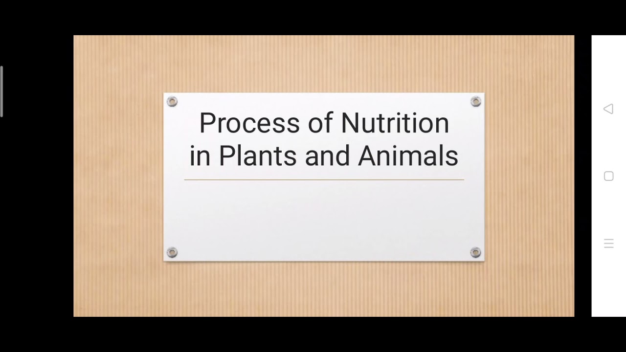 Process of Nutrition in Plants and Animals - YouTube
