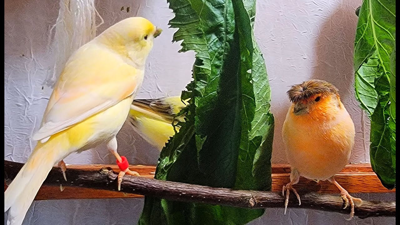 Canary Bird Watching TV For Cats 7 Hr, Cat Watching Canary Singing ...