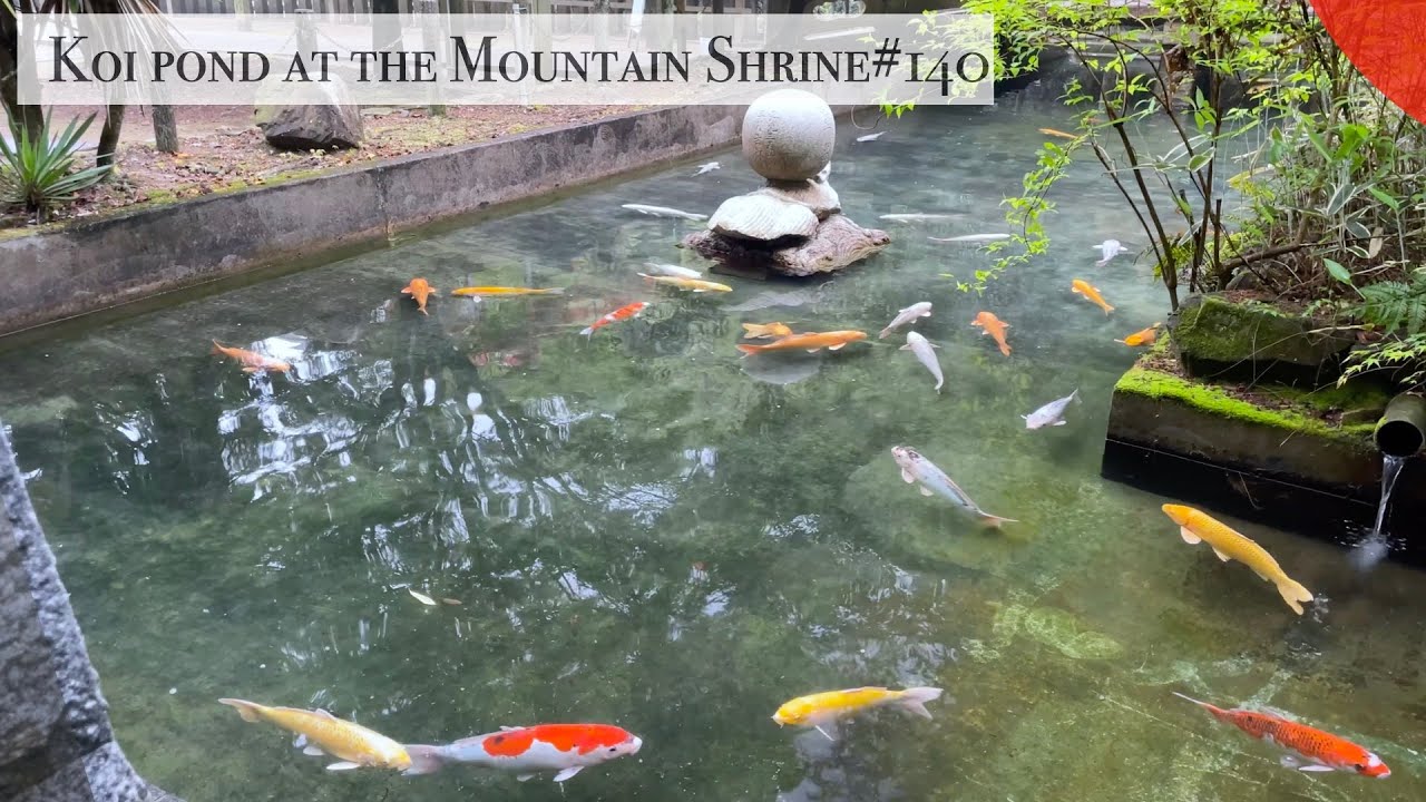 Koi pond at the mountain shrine(Saijo, Ehime) - YouTube