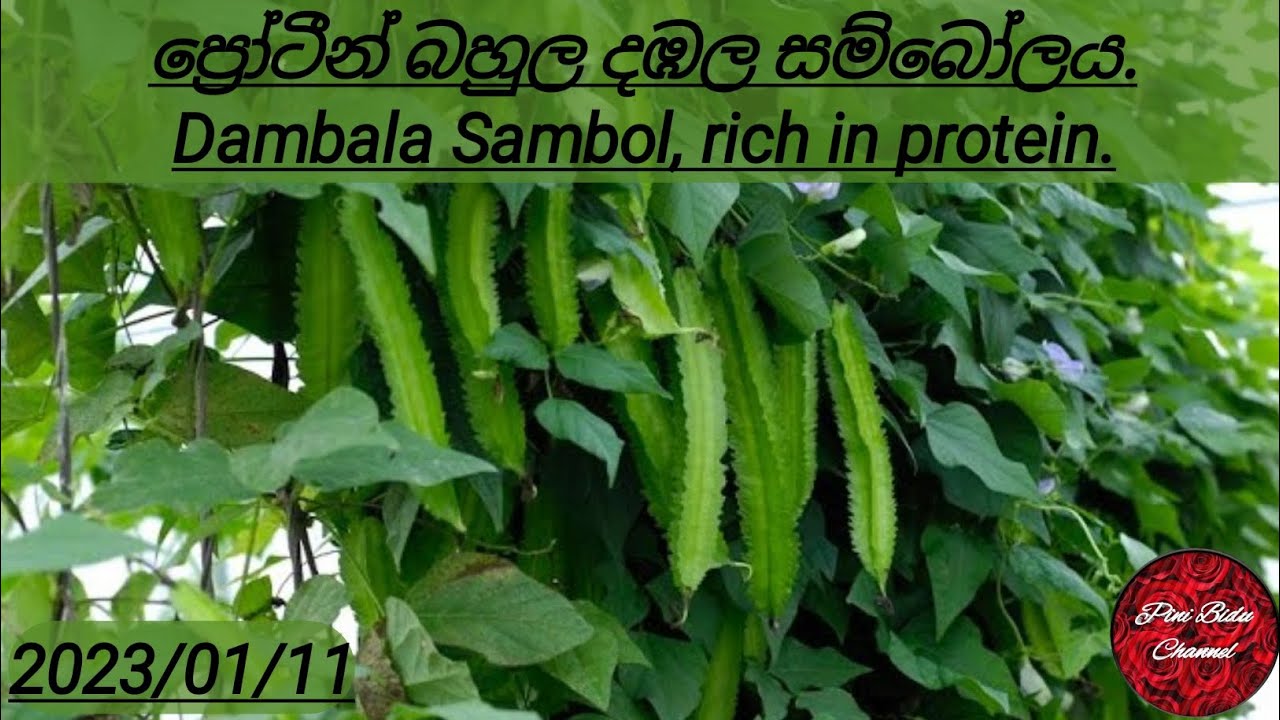 ප්‍රෝටීන් බහුල දඹල සම්බෝලය.Dambala Sambol, rich in protein by "Pini ...