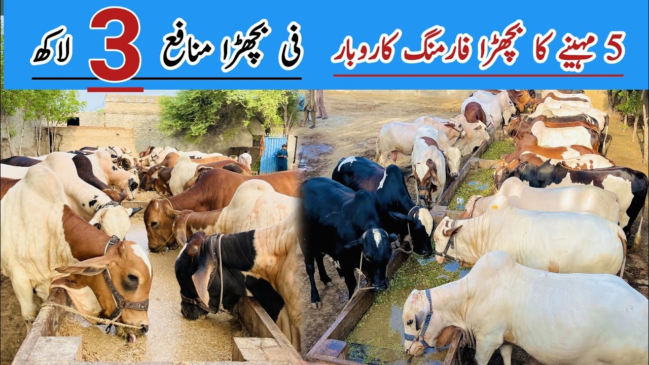 5 Months Bachra Farming Bussiness Plan ll How to start Bachra Farming ...