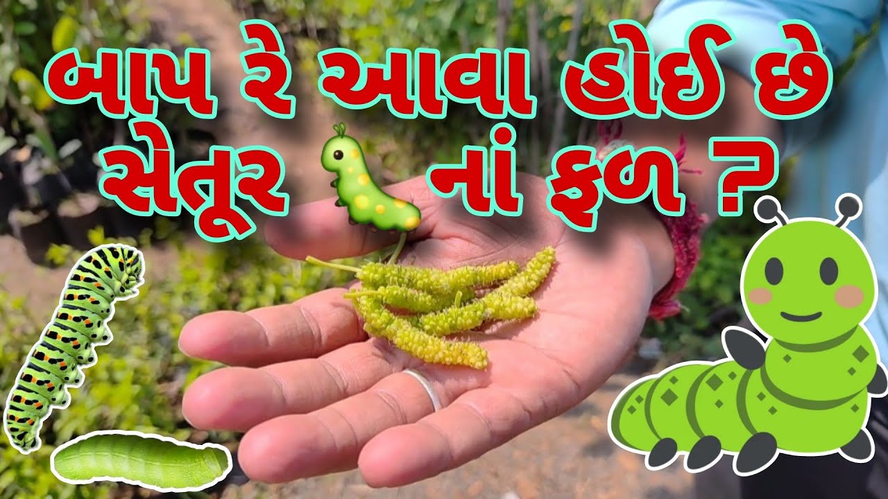 બાપ રે આવા હોઈ છે સેતૂર 🐛નાં ફળ 😘 || Setur Fruit Plant || mulberry ...