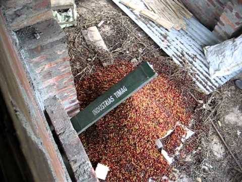 despulpado de café - YouTube