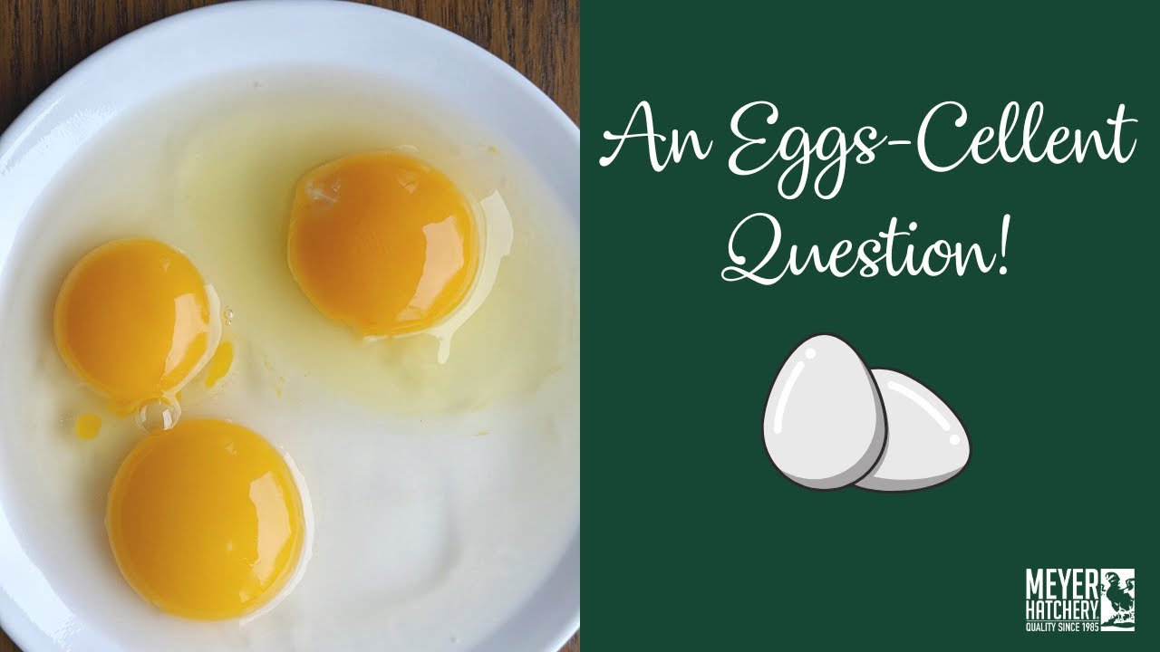 An Eggs-Cellent Question! - YouTube