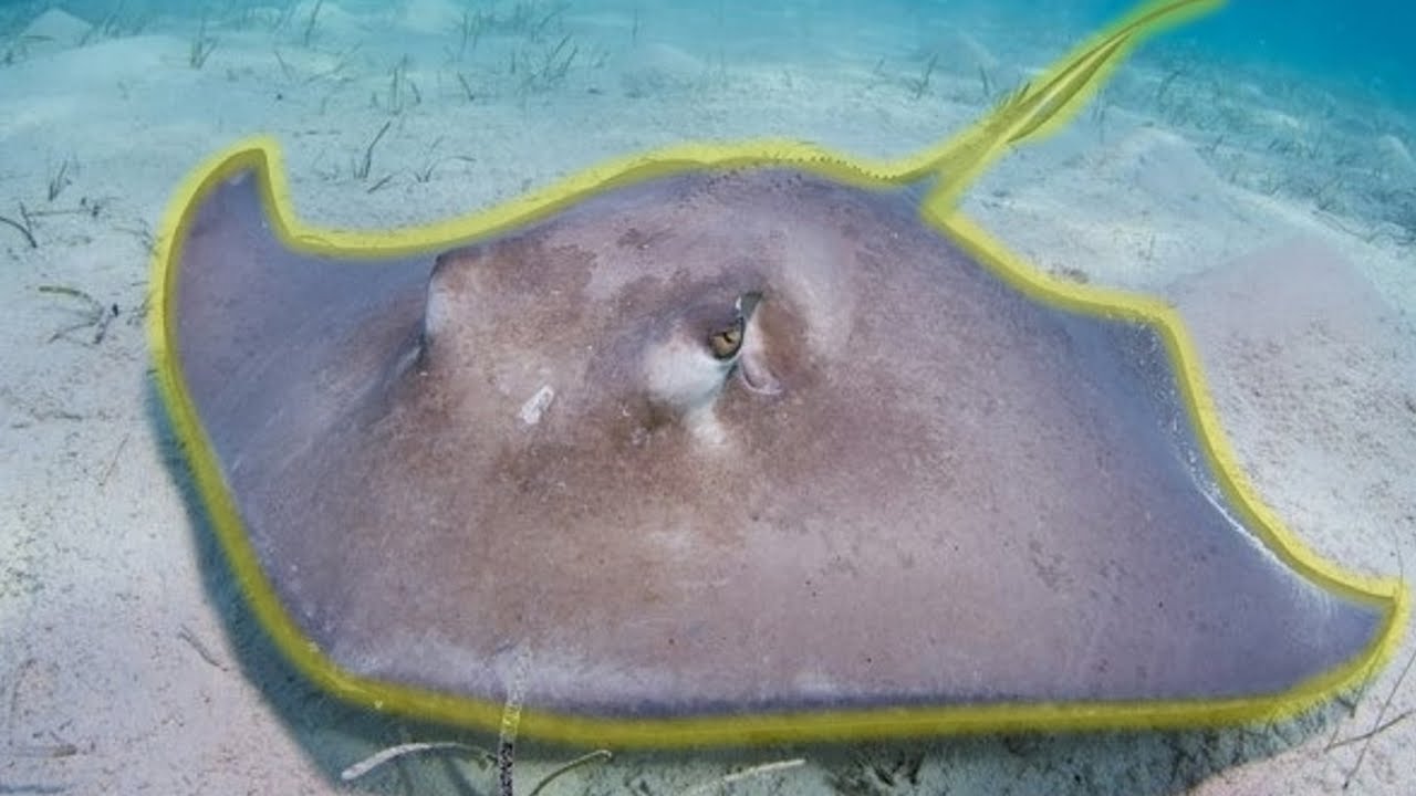 Raja. Stingray. Płaszczka. Drapieżnik z głębin. Wędkarstwo morskie ...