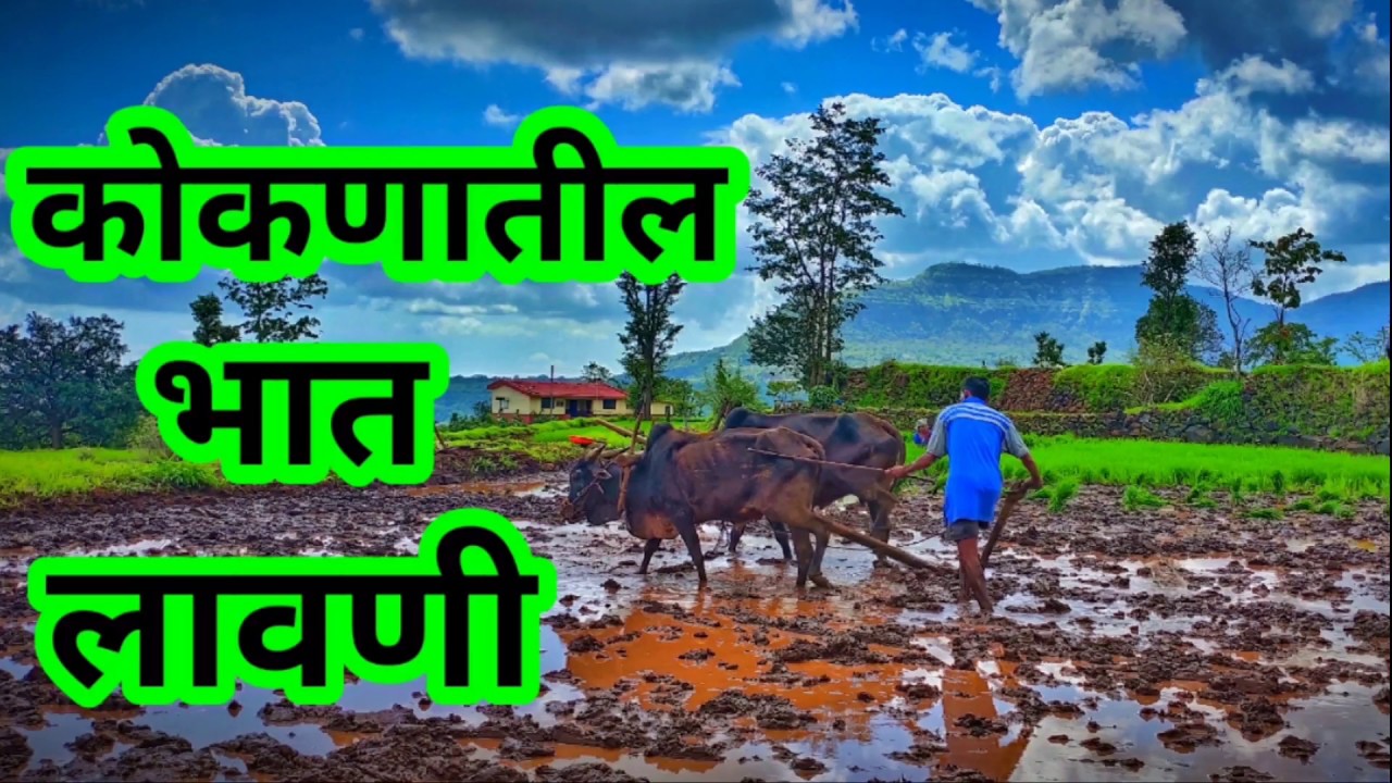 bhat lavani | lavni | sheti | शेतकरी कसं बनायच | शेत नांगरणी आणि भात ...