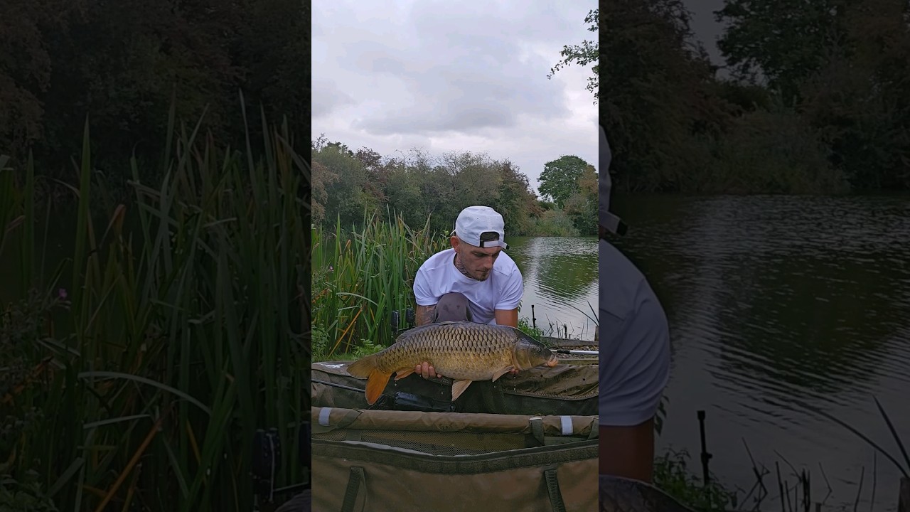 13lbs 12oz of Nash Lakes Royston common carp 🎣🎣 @carpfishing101 # ...
