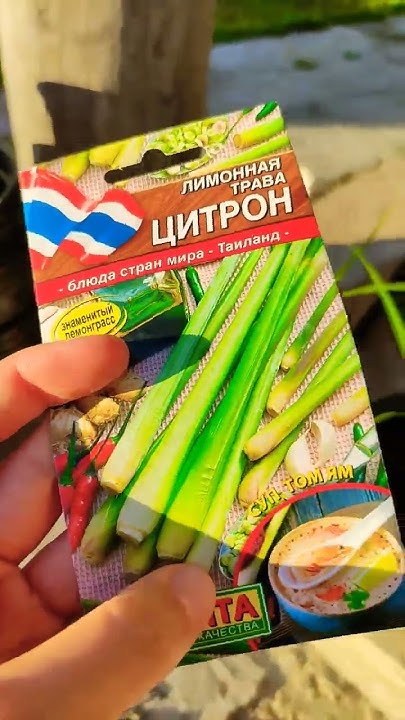 Лемонграсс. Том Ям🥘🥘🥘 - YouTube