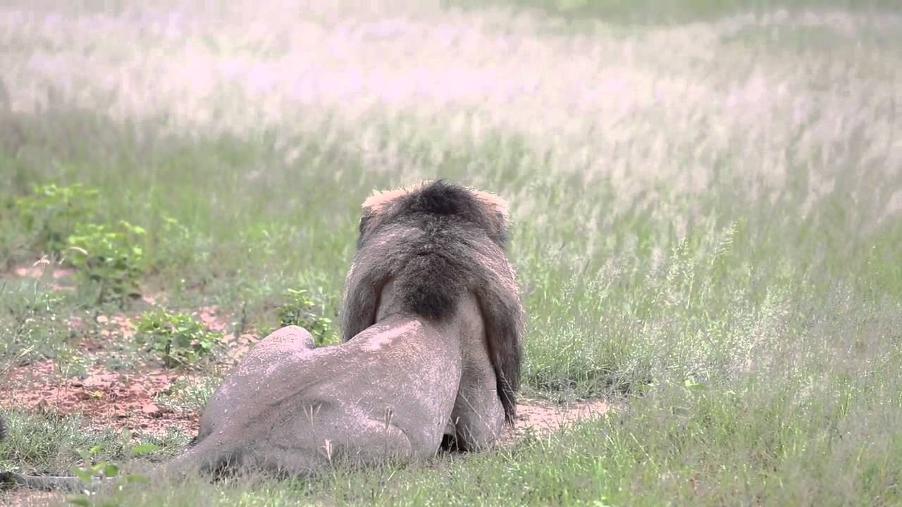 Cecil - the Mighty Hwange Lion RIP - YouTube