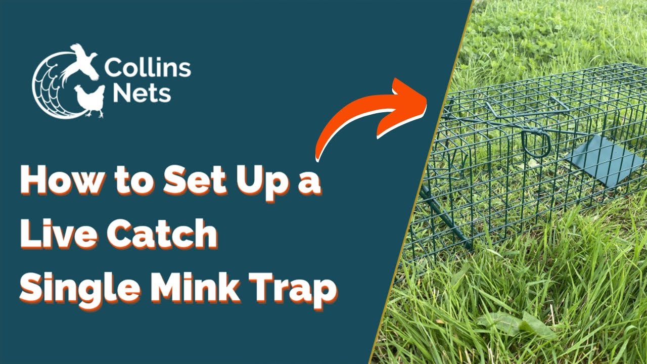 How to Set Up a Live Catch Single Mink Trap | Collins Nets - YouTube
