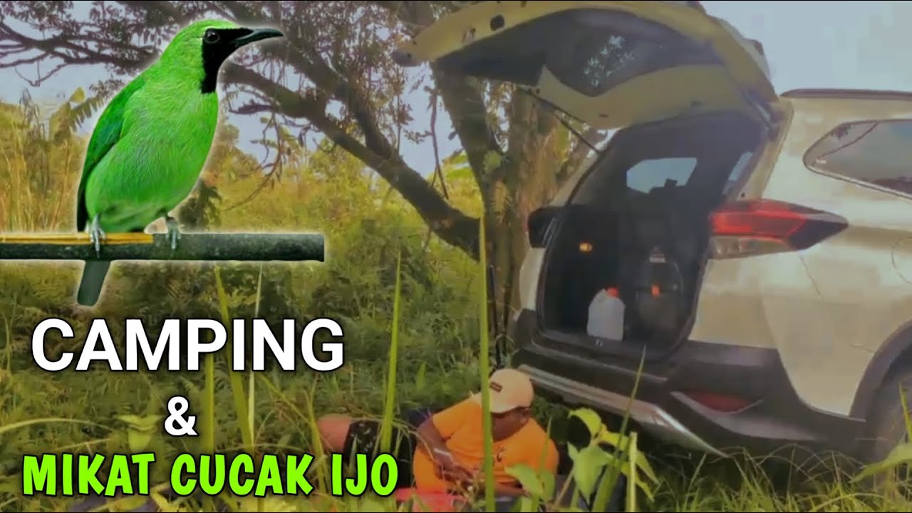 Mudahnya memikat cucak ijo,cucak rante dan burung burung lainnya ...