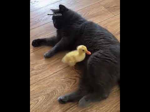 Cat and duck - YouTube