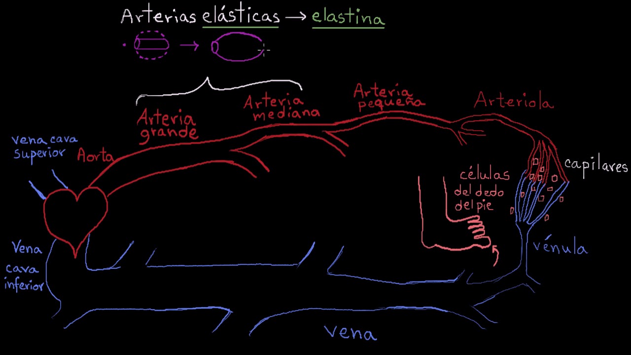 Arterias, arteriolas, vénulas y venas | Khan Academy en Español - YouTube
