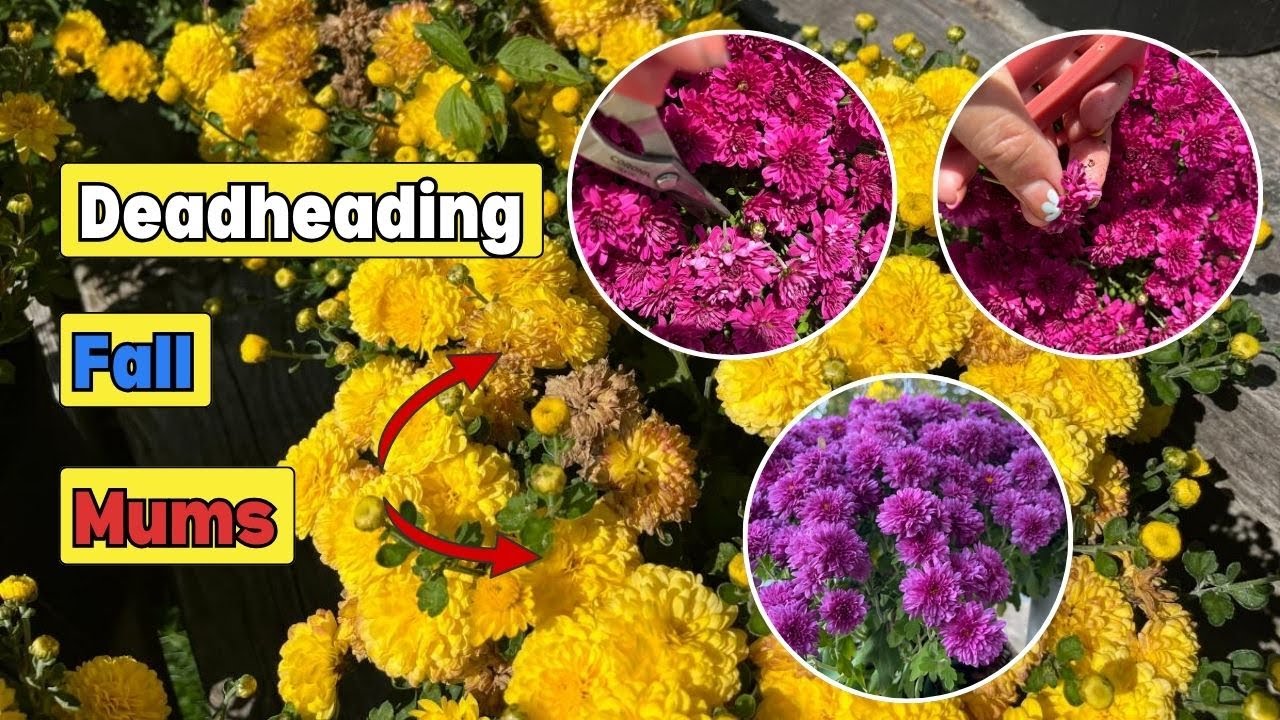 How to Deadhead Mums for Better, Longer Blooming - YouTube