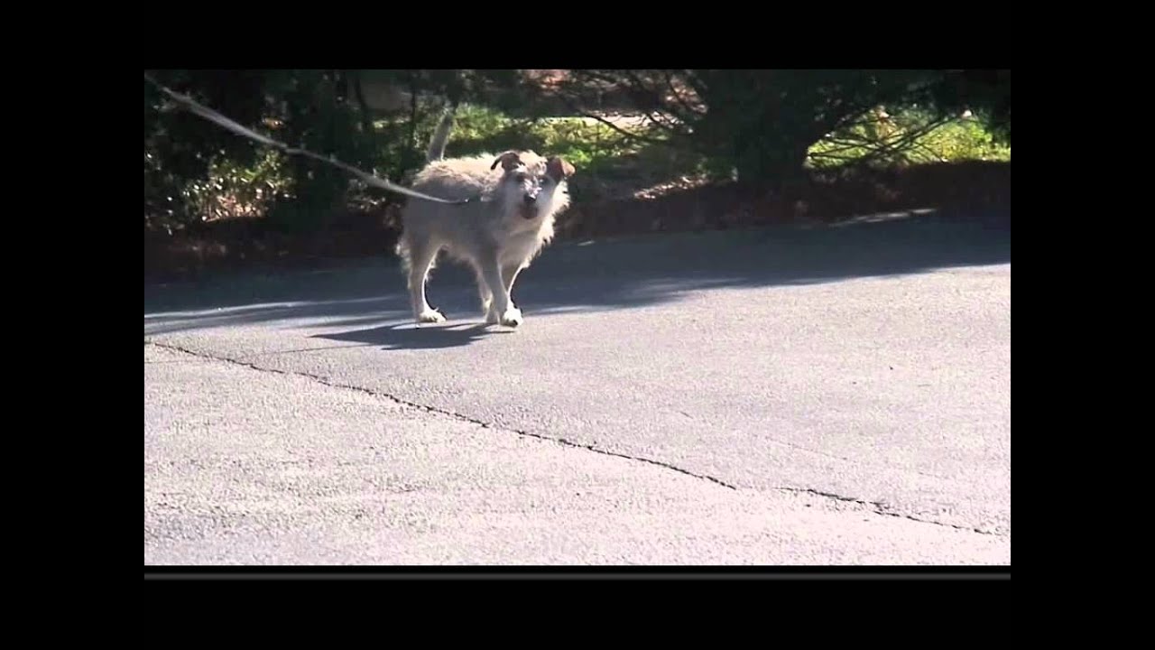 Superficial Digital Flexor Tendon Luxation.mov - YouTube