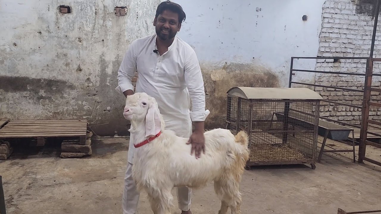 Saste Main Top Patira Bakre At Shanu Bhai Farms Bhiwandi | Onion Patira ...