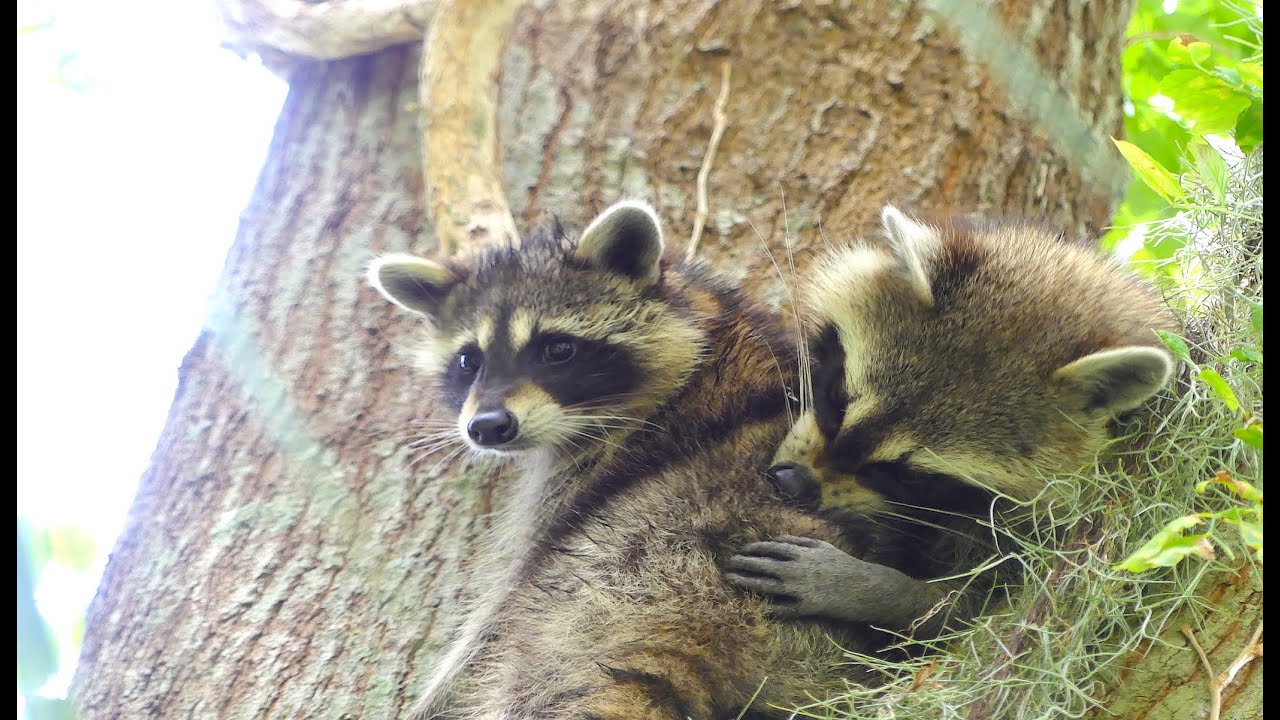 BABY RACCOON ("KIT") HANGING OUT WITH MOM - YouTube
