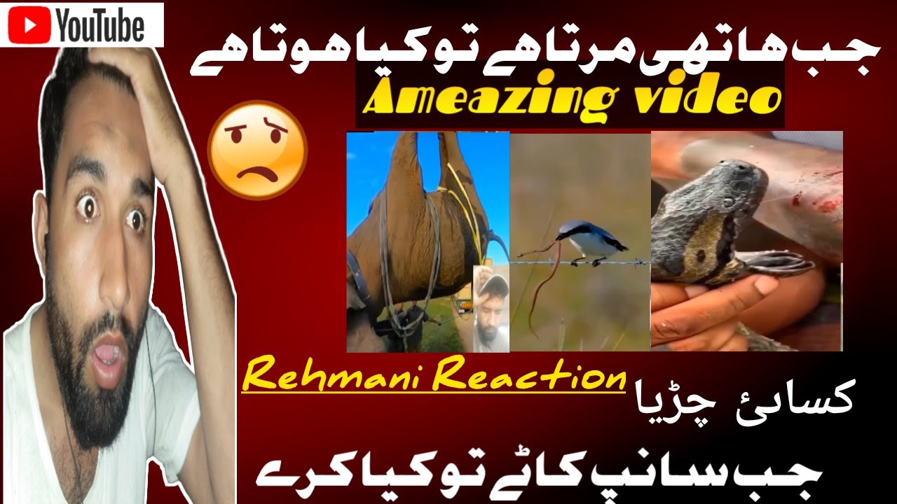 What Happen When a Elephant Died - YouTube