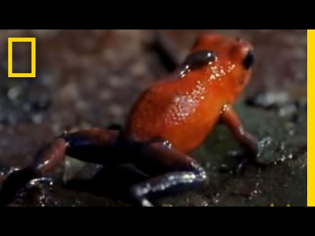 Strawberry Poison Dart Frog Life Cycle