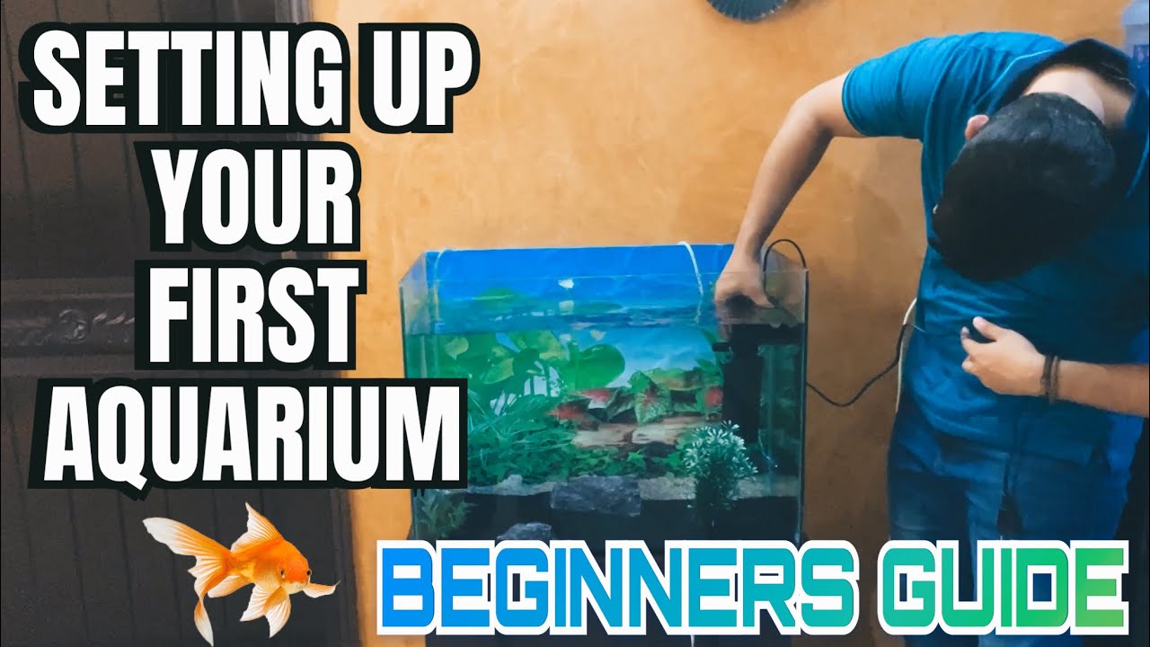 Aquarium : First Time Setup | Beginners Guide to Aquarium Hobby | All ...