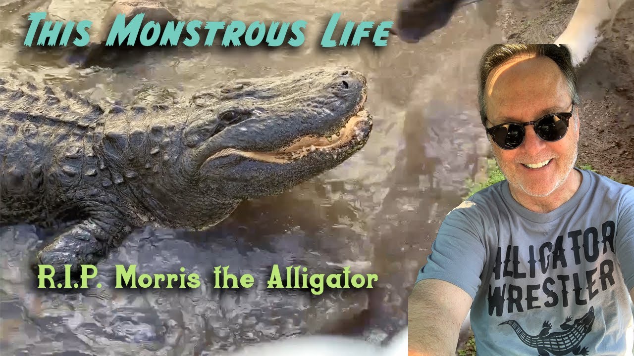 Rest in Peace, Morris the Movie Star Alligator! - YouTube