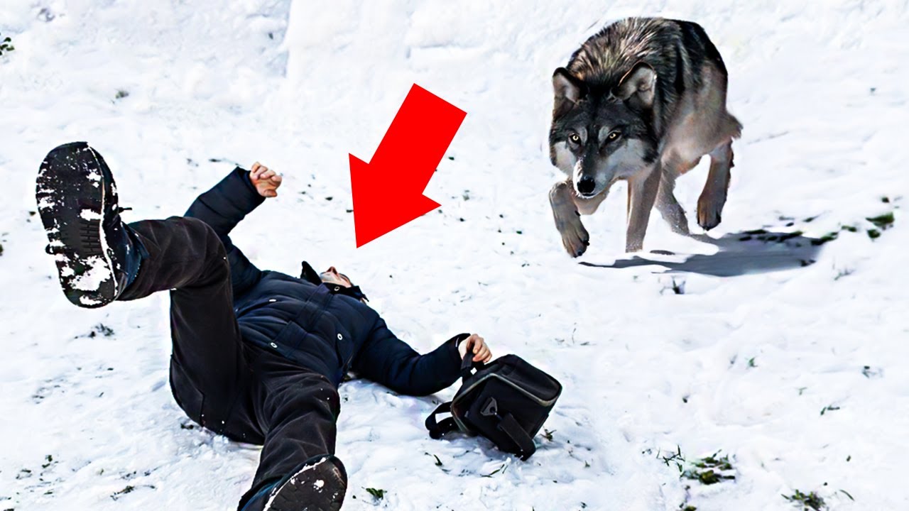 Wolf Saved A Hunter Who Got Lost In The Forest - YouTube