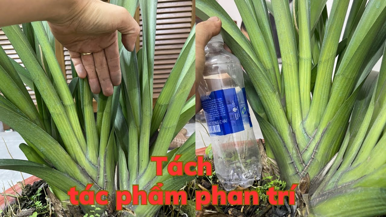 Tách phan trí lá láng chuẩn rừng - chia sẻ giống phan trí - 0931312731 ...