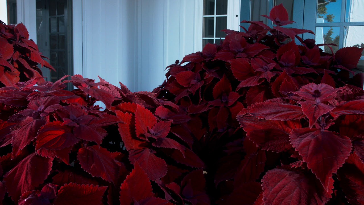 Coleus Main Street Beale Street - YouTube