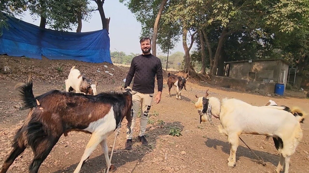D Goat Farm Ka Sabse Bada Kota Collection | Video Main Mila Ek Surprise ...