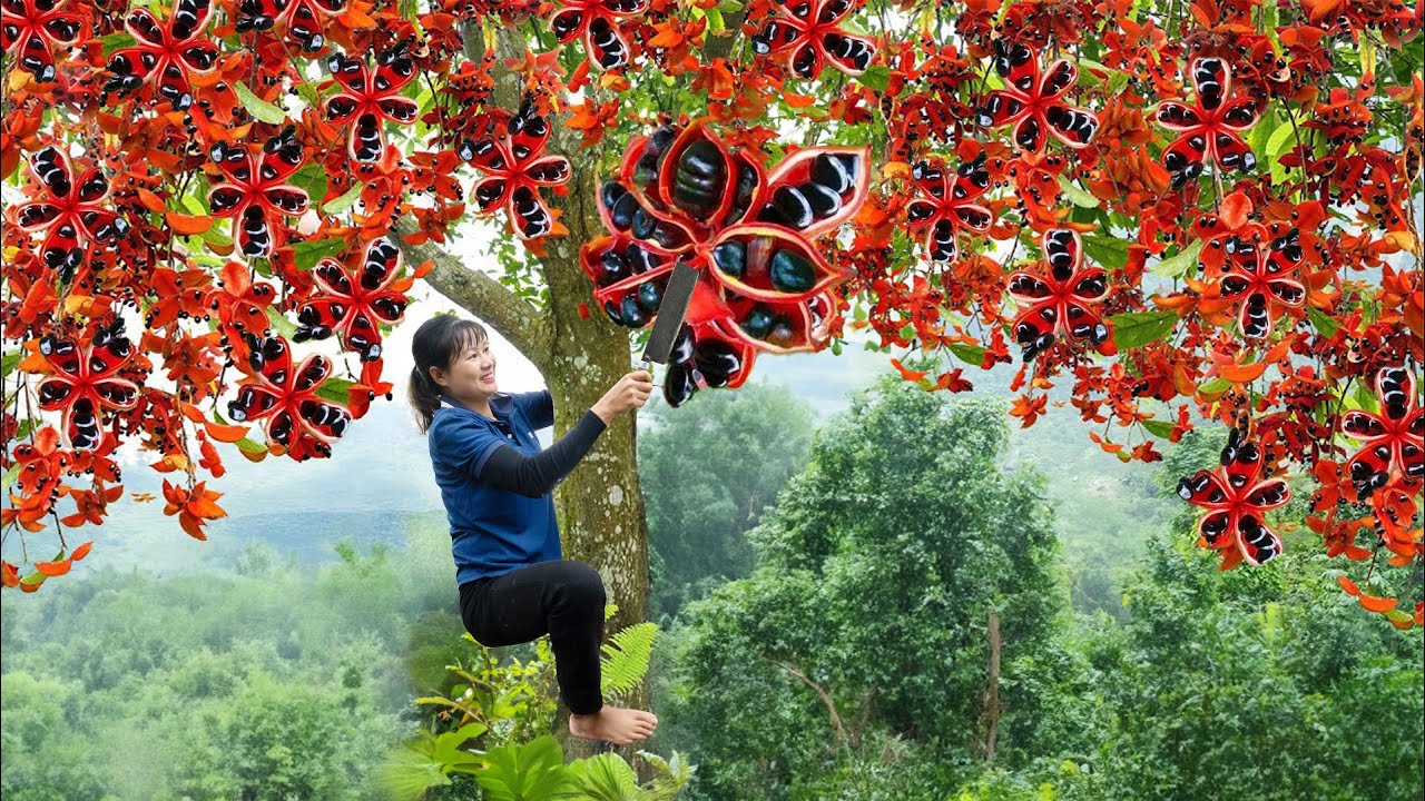Harvesting Chicken Gizzard Seeds on 2m Trees & Go To Market Sell ...