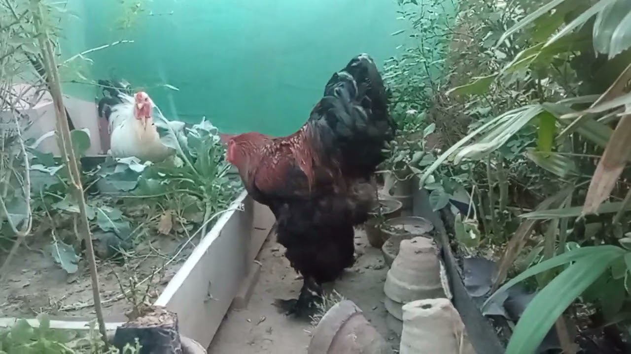 Is inbreeding dangerous in chickens? - YouTube