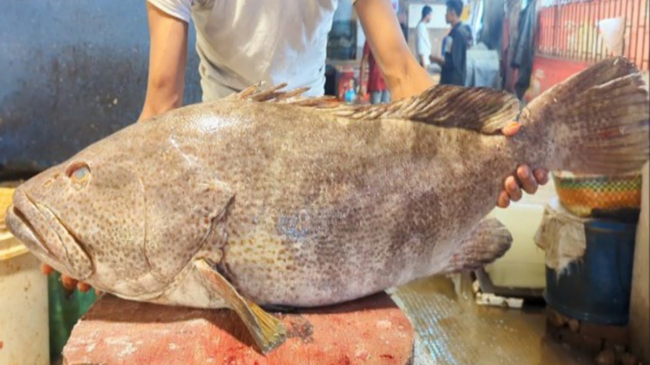 Amazing Hamour Fish Cutting Skills In Fish Market By Expert Cutter ...