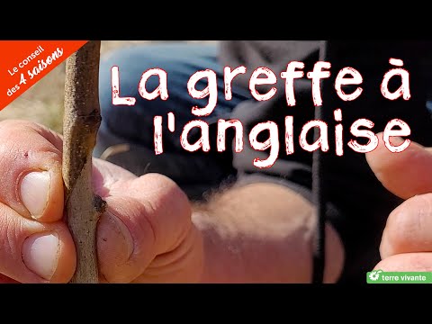 La greffe à l'anglaise - Le conseil des 4 saisons - YouTube