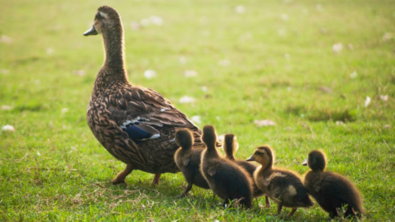 Duck Roleplay - JARCast Episode 53 - JAR Media Clips - YouTube