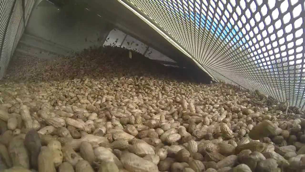 Picking Peanuts - YouTube