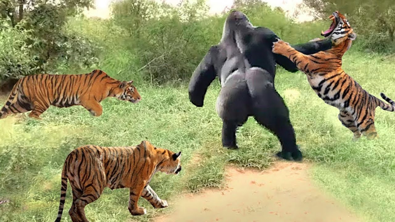 Gorillas Are Too Intelligent! Tiger Failed Miserably When Confronting ...