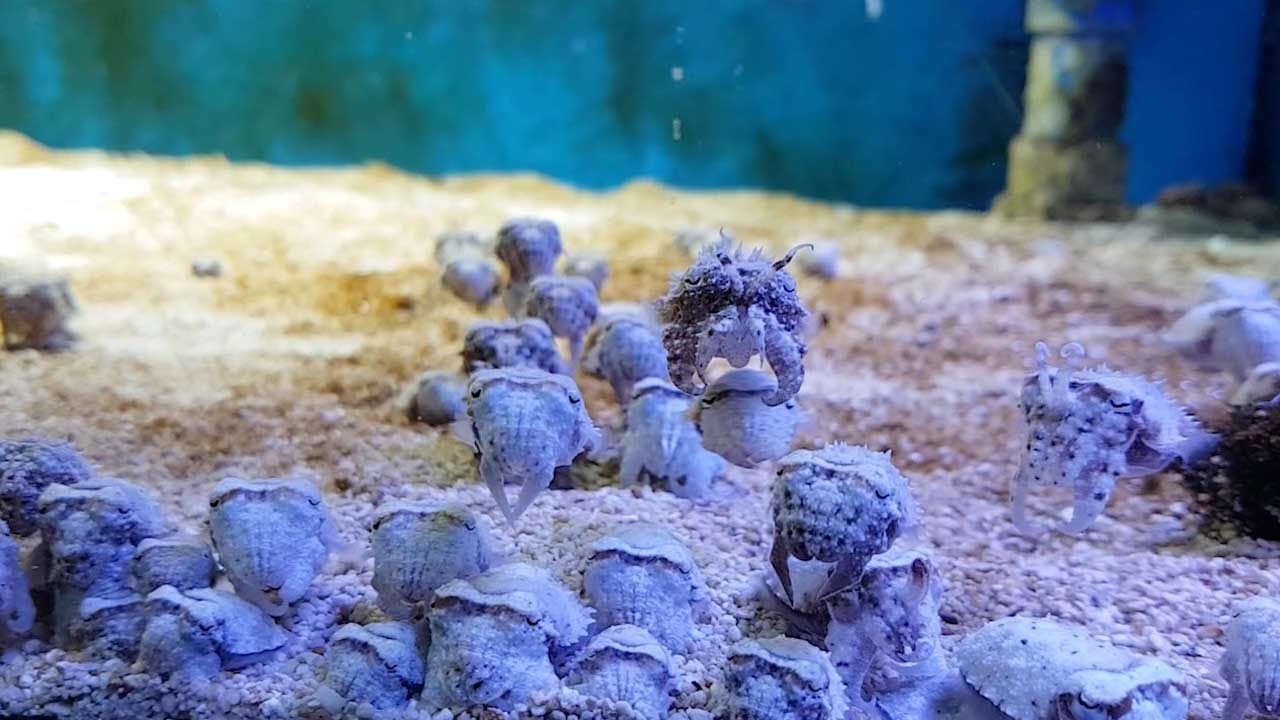 Baby Cuttlefish Look Like Alien Invasion - YouTube
