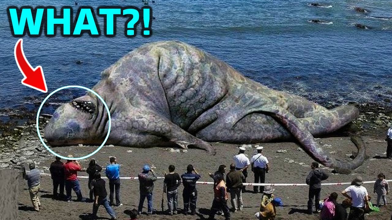 10 Biggest Sea Creatures Ever Found - YouTube