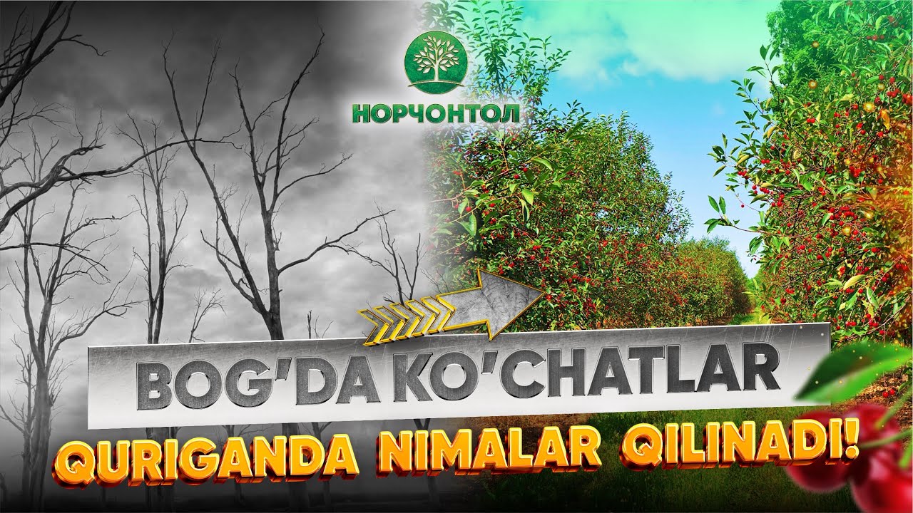 BOGʻDA KOʻCHATLAR QURIGANDA NIMALAR QILISH KERAK ? #uzbekistan # ...