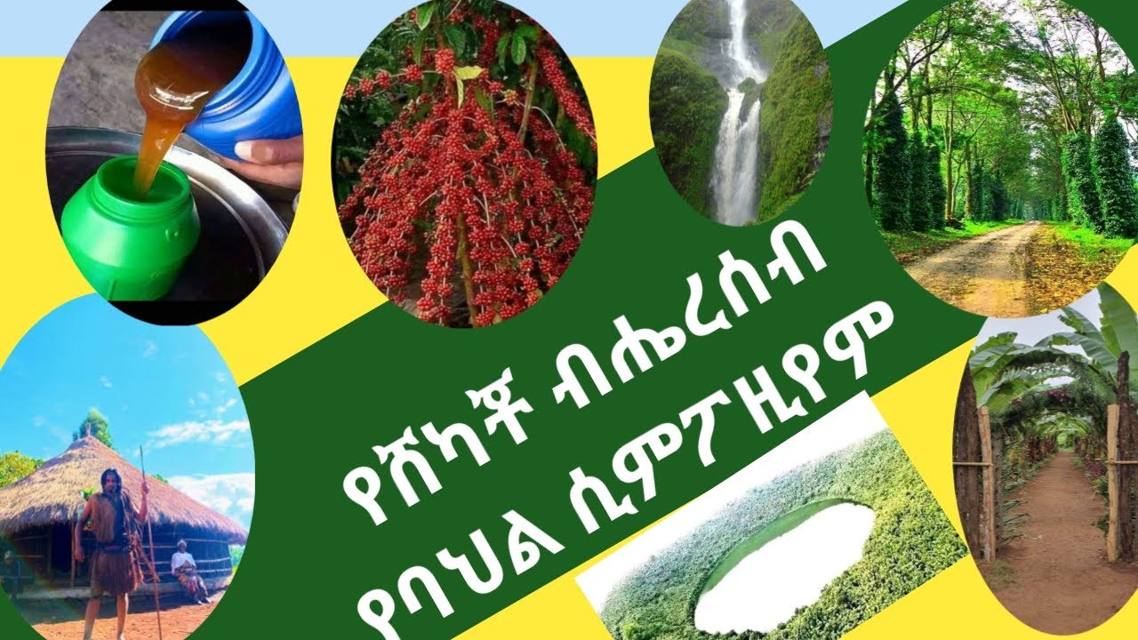 የሸካቾ ብሔረሰብ የባህል ሲምፖዚየም በደማቅ ስነስርዓት ይከበራል ||sheka culture - YouTube